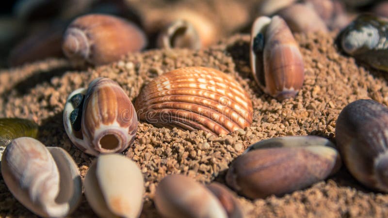 Watching Beautiful Seashells on the Beach Stock Photo - Image of wood ...