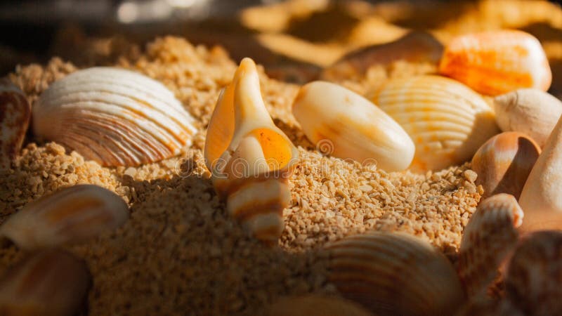 Watching Beautiful Seashells on the Beach Stock Image - Image of ...