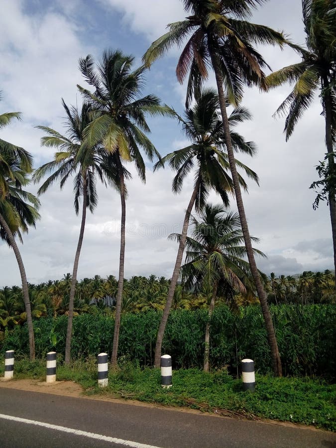 Best tree stock photo. Image of long, green, landbig - 128318814