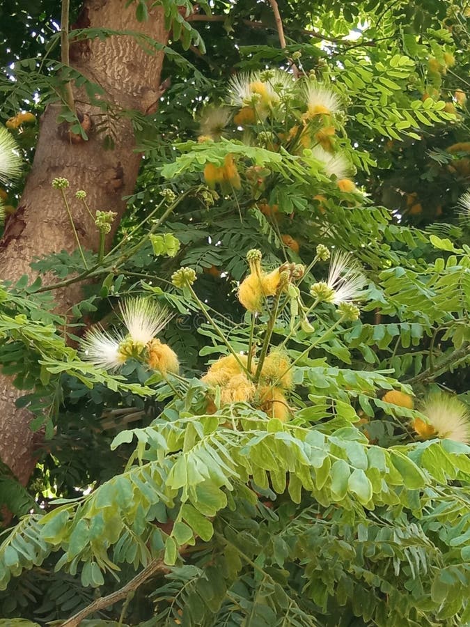 Best tree leef Green stock photo. Image of leef, green - 218119520