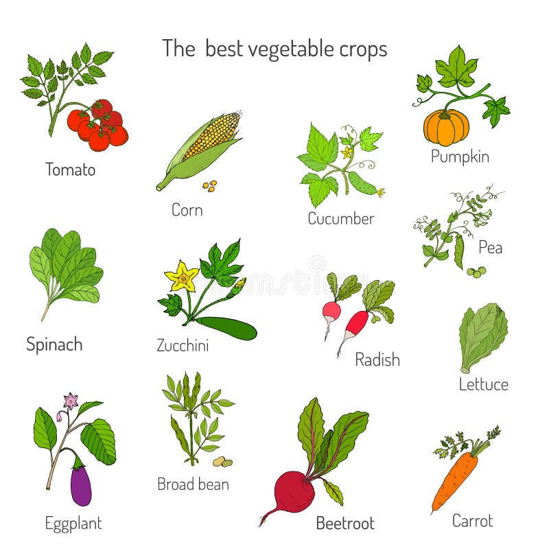 Best vegetables crops stock vector. Illustration of plant - 88638723