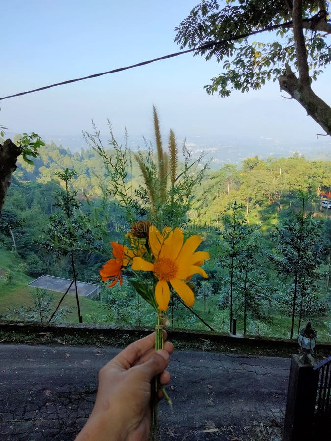 Best View Flowers and Mountain Stock Image - Image of mountain, shrub ...