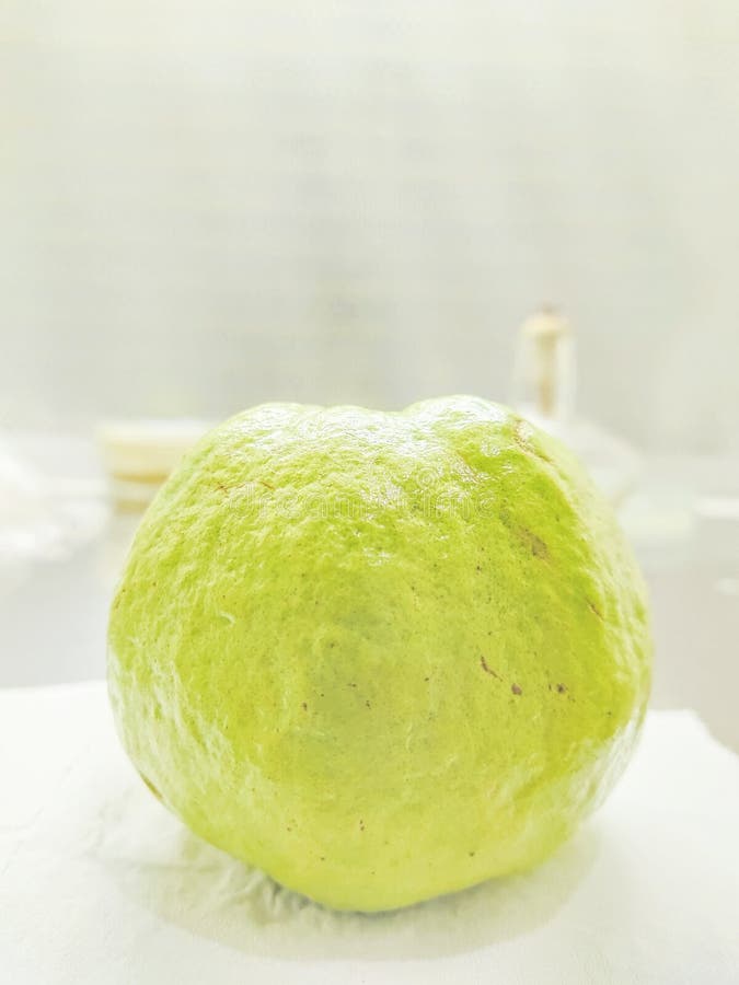 121 Big Guava Plant Stock Photos - Free & Royalty-Free Stock Photos ...