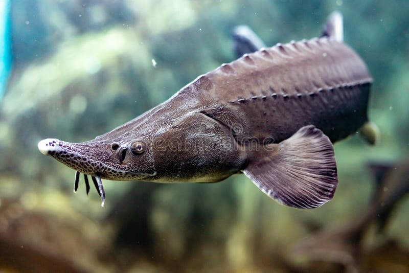 Bester Fish. Hybrid of Sturgeon and Sterlet Stock Photo - Image of huso ...