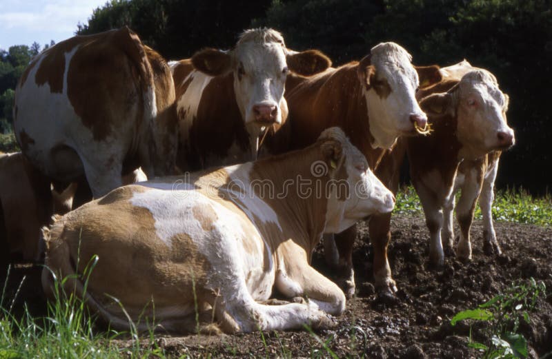 Bestiame fotografia stock. Immagine di bestiami, nave - 3300018