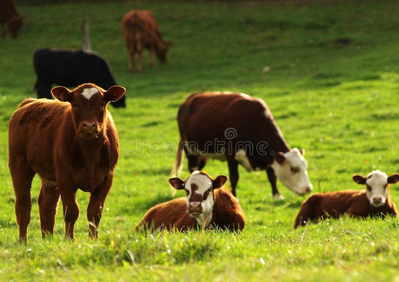 Bestiame che pasce immagine stock. Immagine di mucca - 16834549