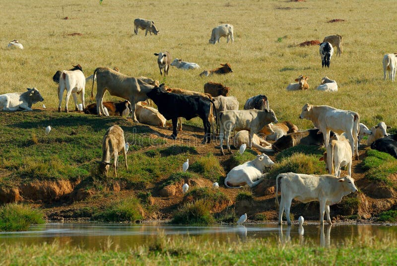 Bestiame e lago immagine stock. Immagine di prato, mammifero - 942197