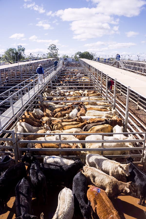 Il Bestiame in Recinto Per Il Bestiame Rinchiude L'oasi Di Entroterra ...