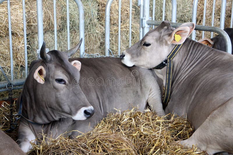 Bestiame in Scuderia Con Foraggio Immagine Stock - Immagine di animale ...