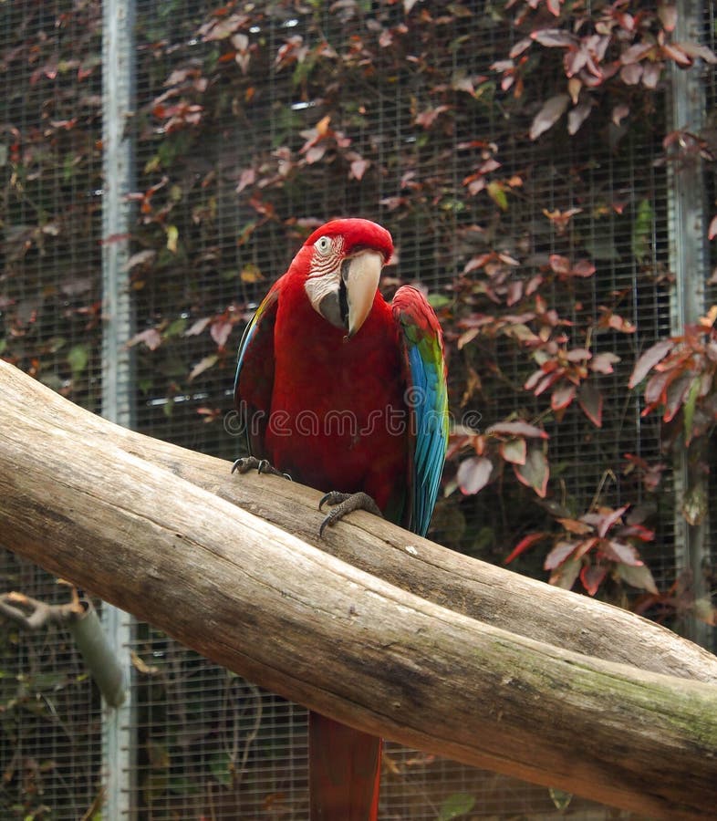 A Besutiful Red Ara Parrot. Stock Image - Image of beak, jungle: 67454115