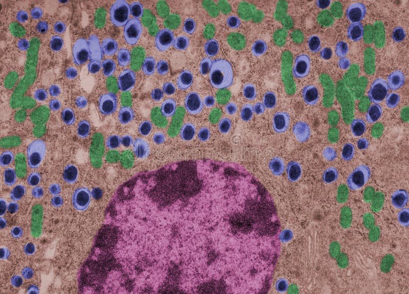 Beta Cell. Langerhans Islet Stock Photo - Image of islet, cytology ...