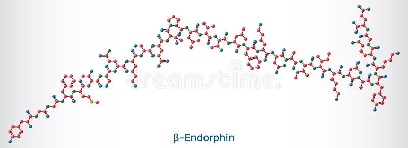 Beta Endorphin Molecule Model. Peptide Hormone. Sheet of Paper in a ...