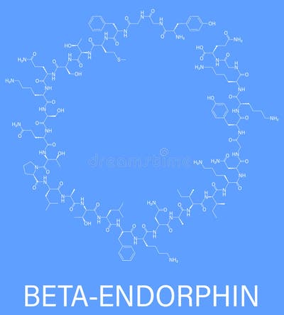Beta-endorphin Molecule. Skeletal Formula. Stock Vector - Illustration ...