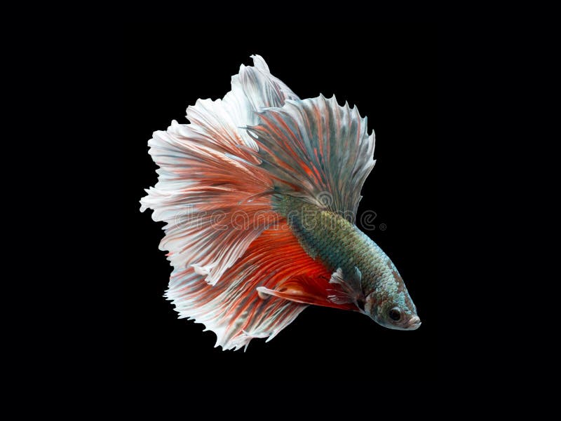 Beta Fighting Fish stock image. Image of elegant, black - 102545573