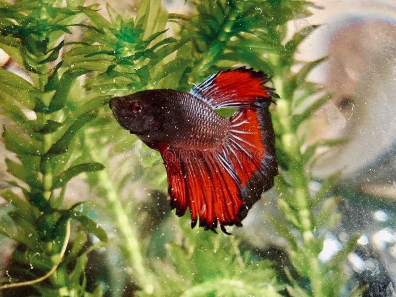 Beta fish stock photo. Image of seaweed, fighting, siamese - 155157050