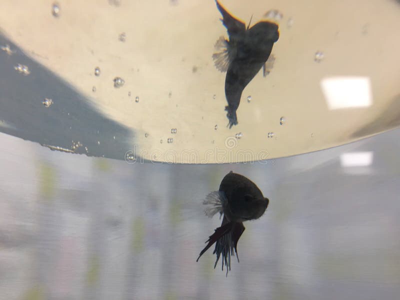 Beta fish stock photo. Image of friendly, love, nature - 175605104