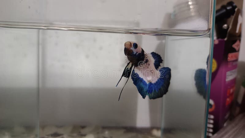 Beta Fish Blue Rim stock photo. Image of fish, beta - 263308530