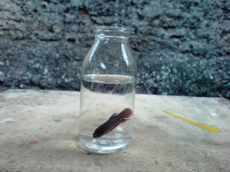 Beta fish in a botle 2 stock image. Image of funny, beautiful - 48959657