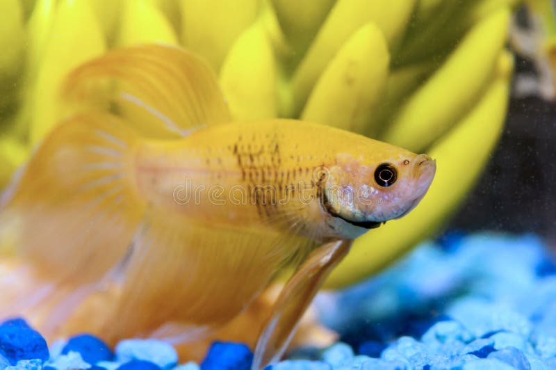 Yellow Betta stock image. Image of beta, pets, fish, gills - 38679207