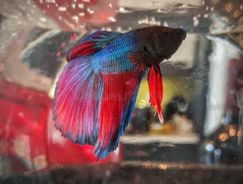 Beta fish stock photo. Image of fish, sophia, color, animal - 75551486