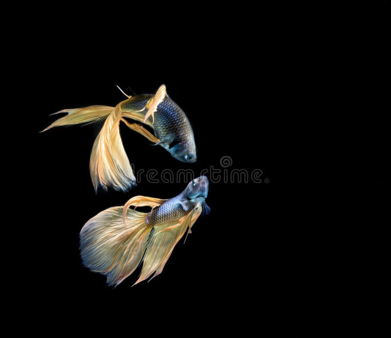 Beta Fish Fighting stock image. Image of wallpaper, multicolored ...