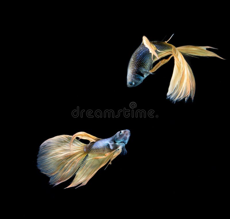 Beta Fish Fighting stock image. Image of fighting, beta - 141358203