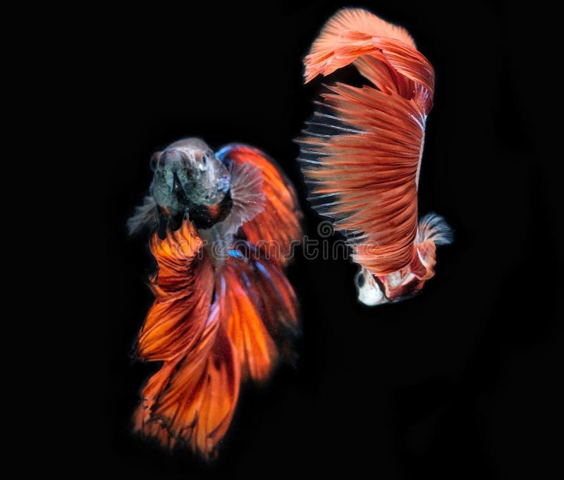 Beta Fish Fighting stock photo. Image of beautiful, wallpaper - 141358190