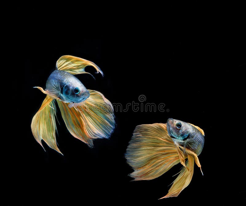 Beta Fish Fighting stock image. Image of fighting, beta - 141358203