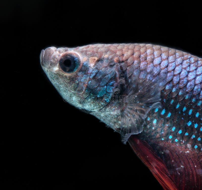 Beta Fish Fighting stock image. Image of fighting, beta - 141358203