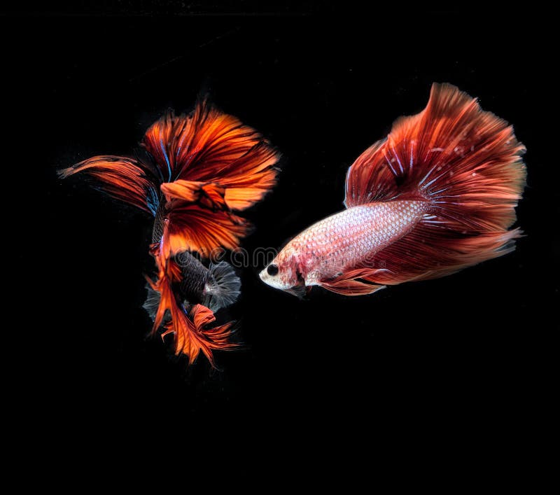 Beta Fish Fighting stock image. Image of beta, wallpaper - 141358207