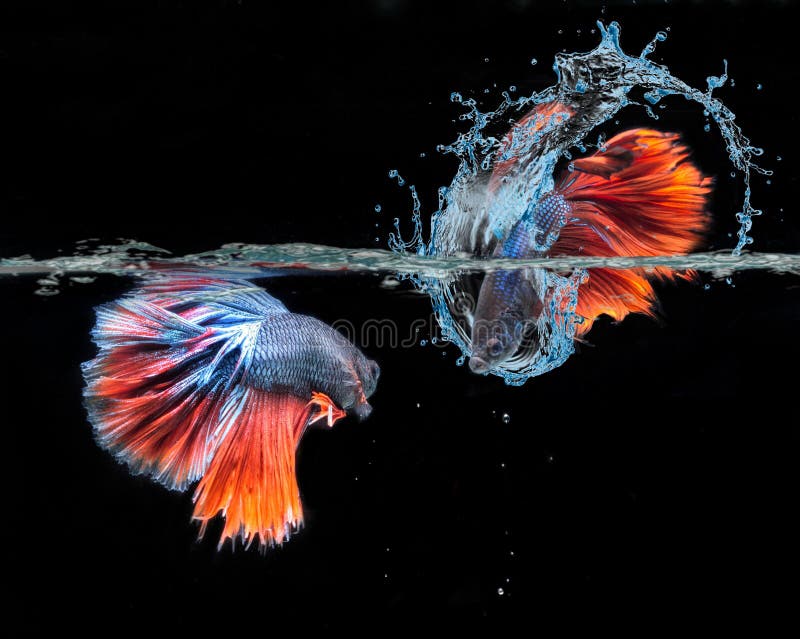 Beta Fish Fighting stock image. Image of fighting, beta - 141358203