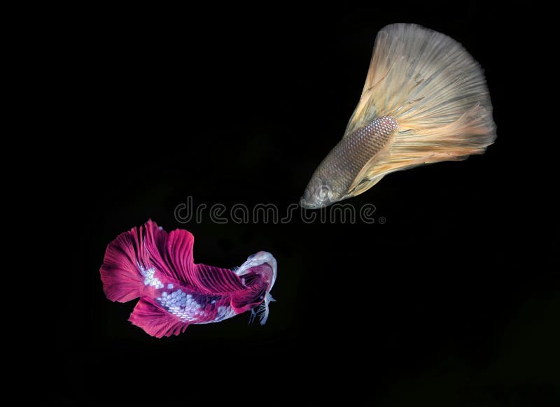 Beta Fish Fighting imagem de stock. Imagem de beta, peixes - 141358203