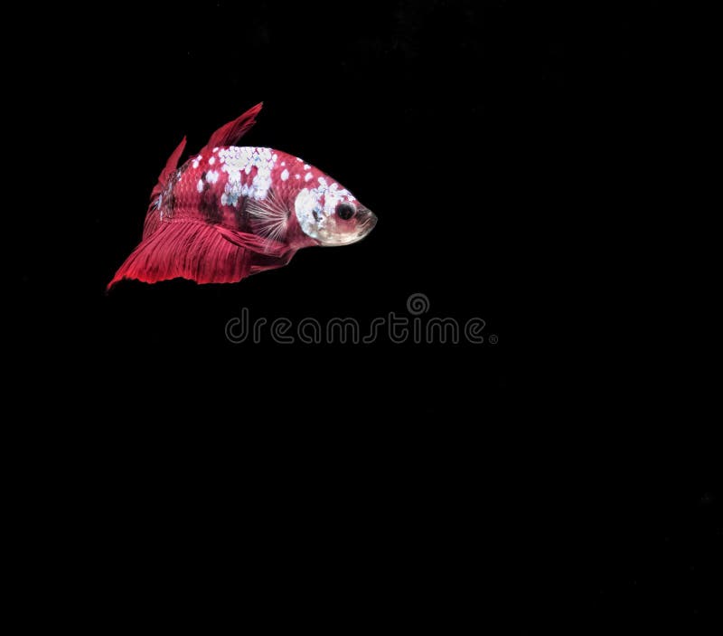 Beta Fish Fighting stock photo. Image of fighting, macro - 141358246