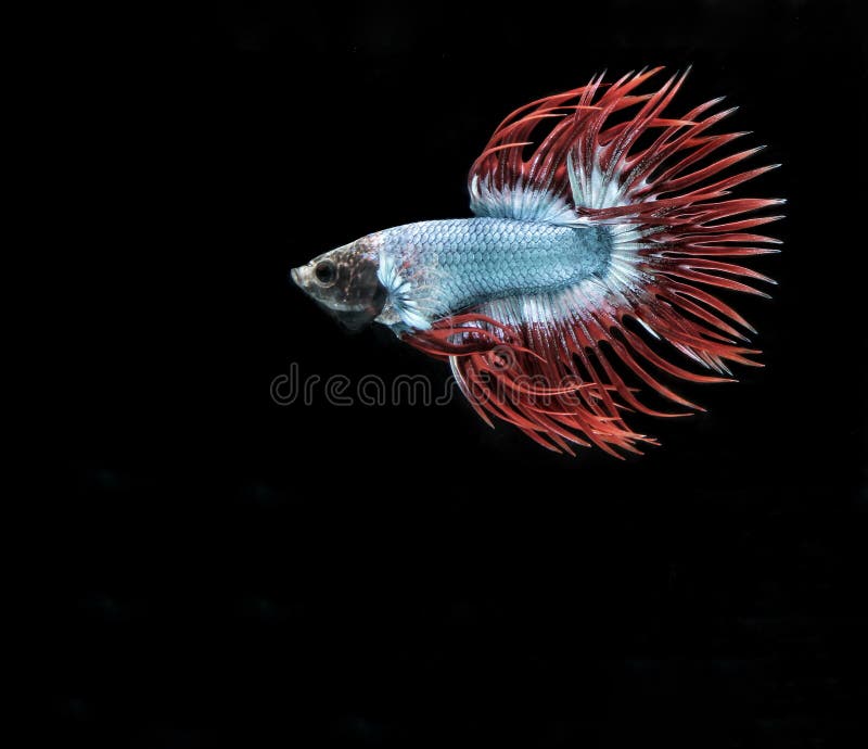 Beta Fish Fighting stock photo. Image of fighting, macro - 141358246