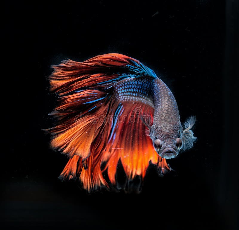Beta Fish Fighting imagem de stock. Imagem de macro - 141358313