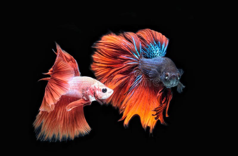 Beta Fish Fighting stockbild. Bild von makro, schön - 141358217
