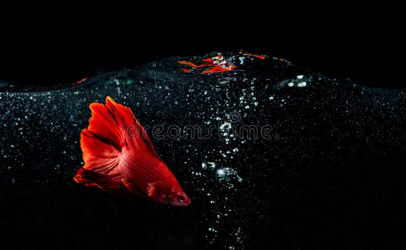 Beta Fish, Fighting Fish in Water with Bubbles Stock Photo - Image of ...