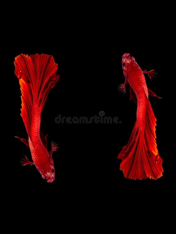 Koi Fish are Fighting Over for Food and Even Jumping, Low Light Shoots ...