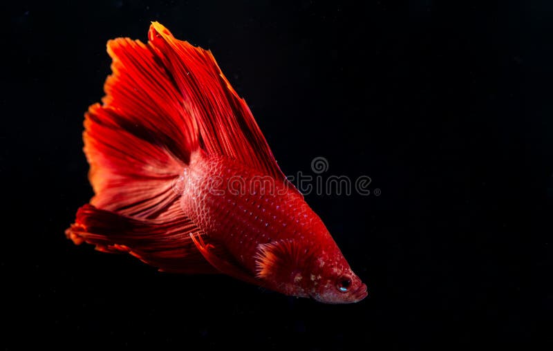 Beta Fish, Fighting Fish in Water Stock Photo - Image of domestic, cool ...