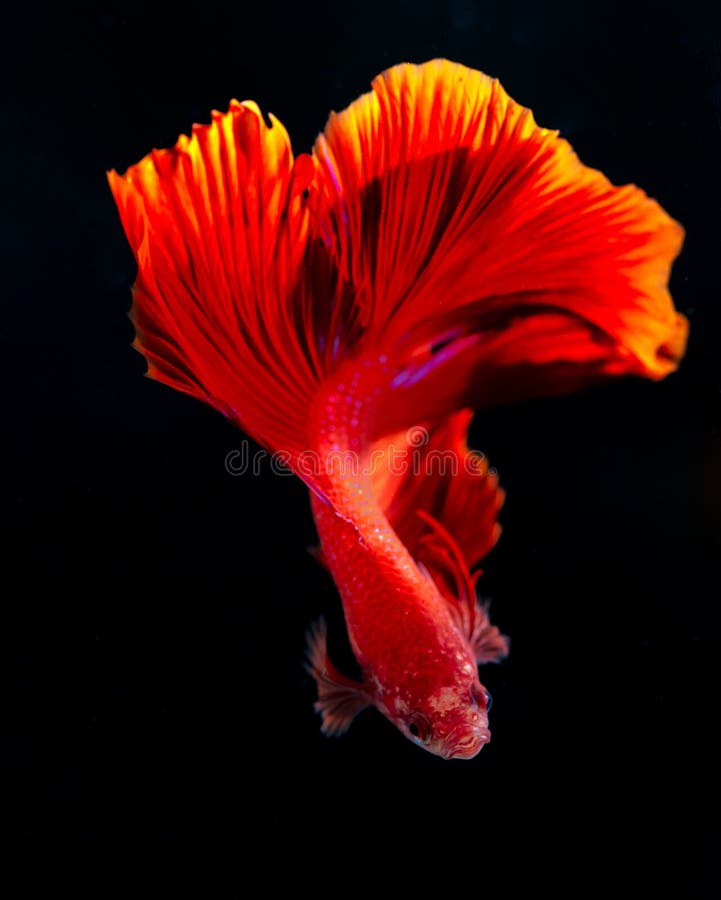 Beta Fish, Fighting Fish in Water Stock Photo - Image of closeup, power ...