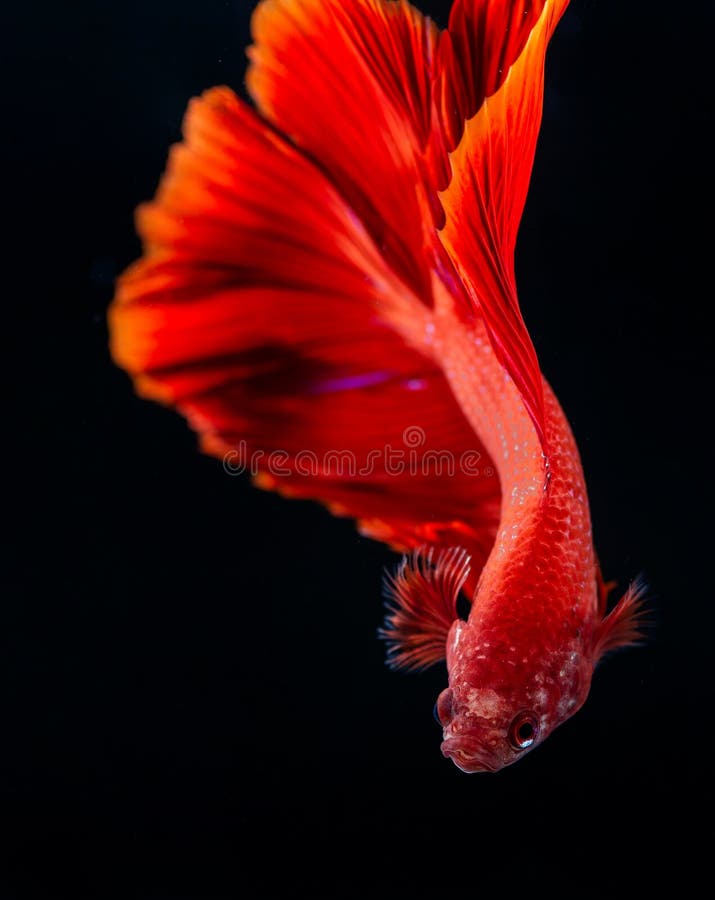 Beta Fish, Fighting Fish in Water Stock Image - Image of macro, cool ...