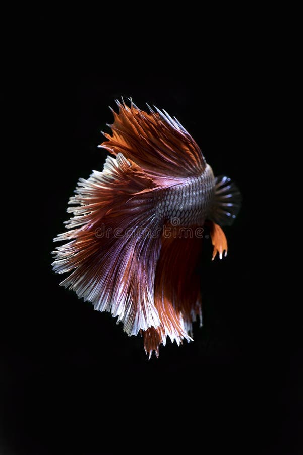 Beta Fish Move on Black Background Stock Photo - Image of fish, nature ...