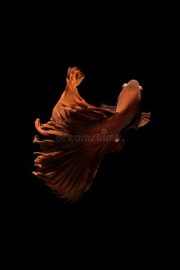 Beta Fish Move on Black Background Stock Image - Image of betta ...