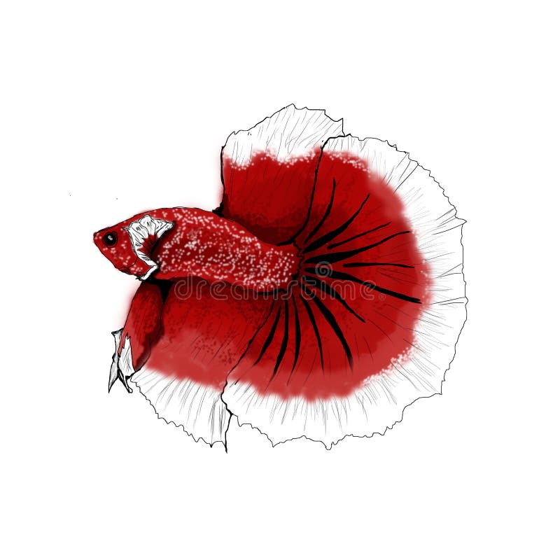 Beta Fish Red White Drawings Stock Illustration - Illustration of ...