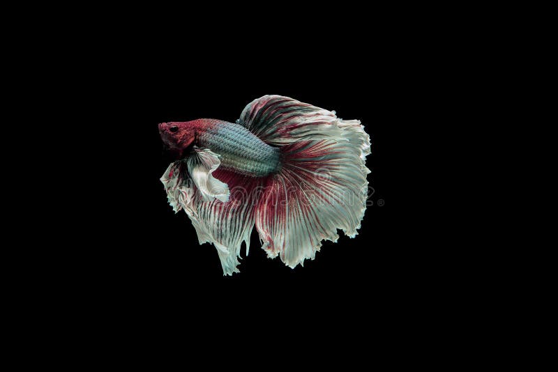 Red Beta Fish on Black Background Stock Photo - Image of asian, beta ...