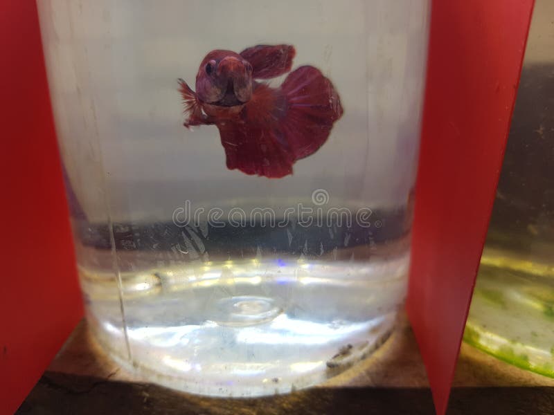 Beta fish super red stock image. Image of animals, beutifulfish - 222097515