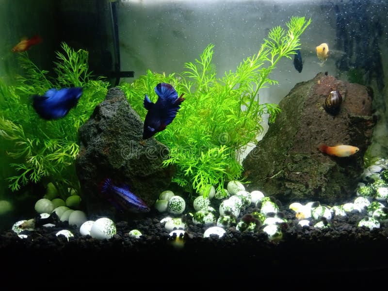 Beta fish tank stock image. Image of tank, fish, aquarium - 249235313