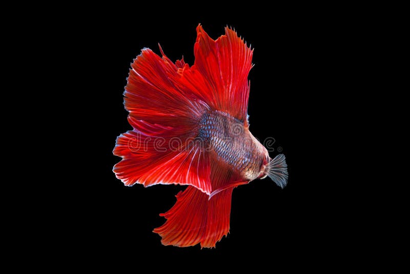 305 Beta Fish Half Moon Stock Photos - Free & Royalty-Free Stock Photos ...
