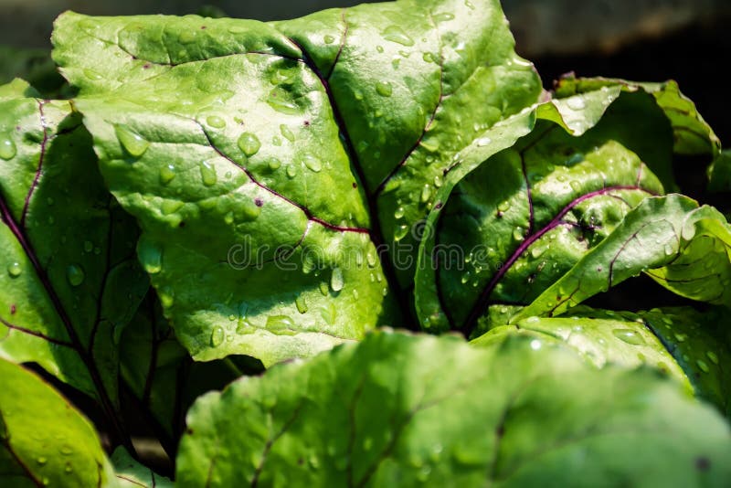 Beta vulgaris stock photo. Image of cultivated, cultivating - 268557076