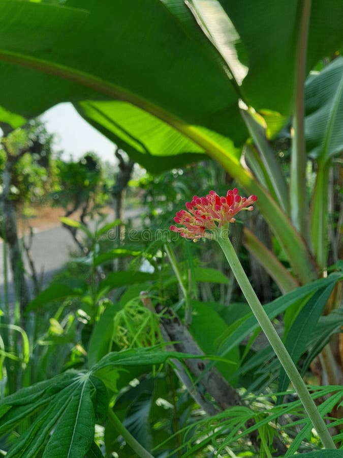 Betadine tree flowers stock photo. Image of tree, plant - 320021426